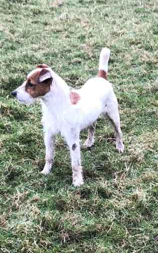 Cwmllinau Working Jack Russells