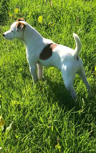 Cwmllinau Working Jack Russells